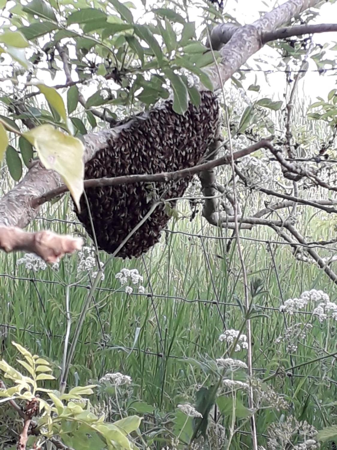 Swarm Rescue - EZ Bees